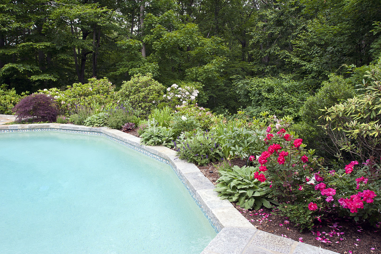 Greenscape Design LLC - Portfolio: Swimming Pool Planting